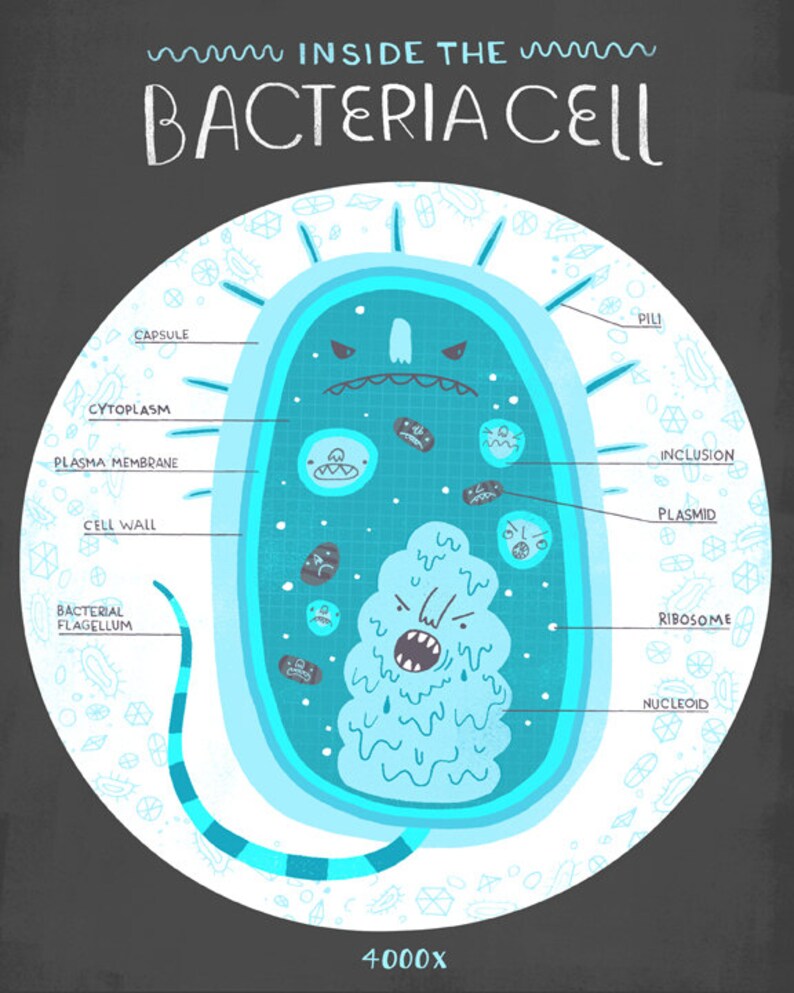 Inside The Bacteria Cell Anatomy Poster | Etsy