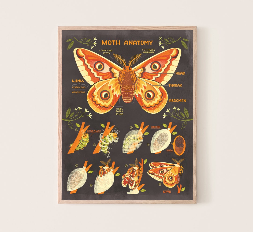 Moth Anatomy Art Print - Etsy