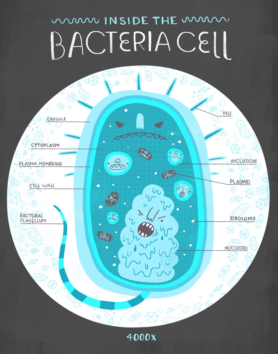 Inside the Bacteria Cell Anatomy Poster - Etsy