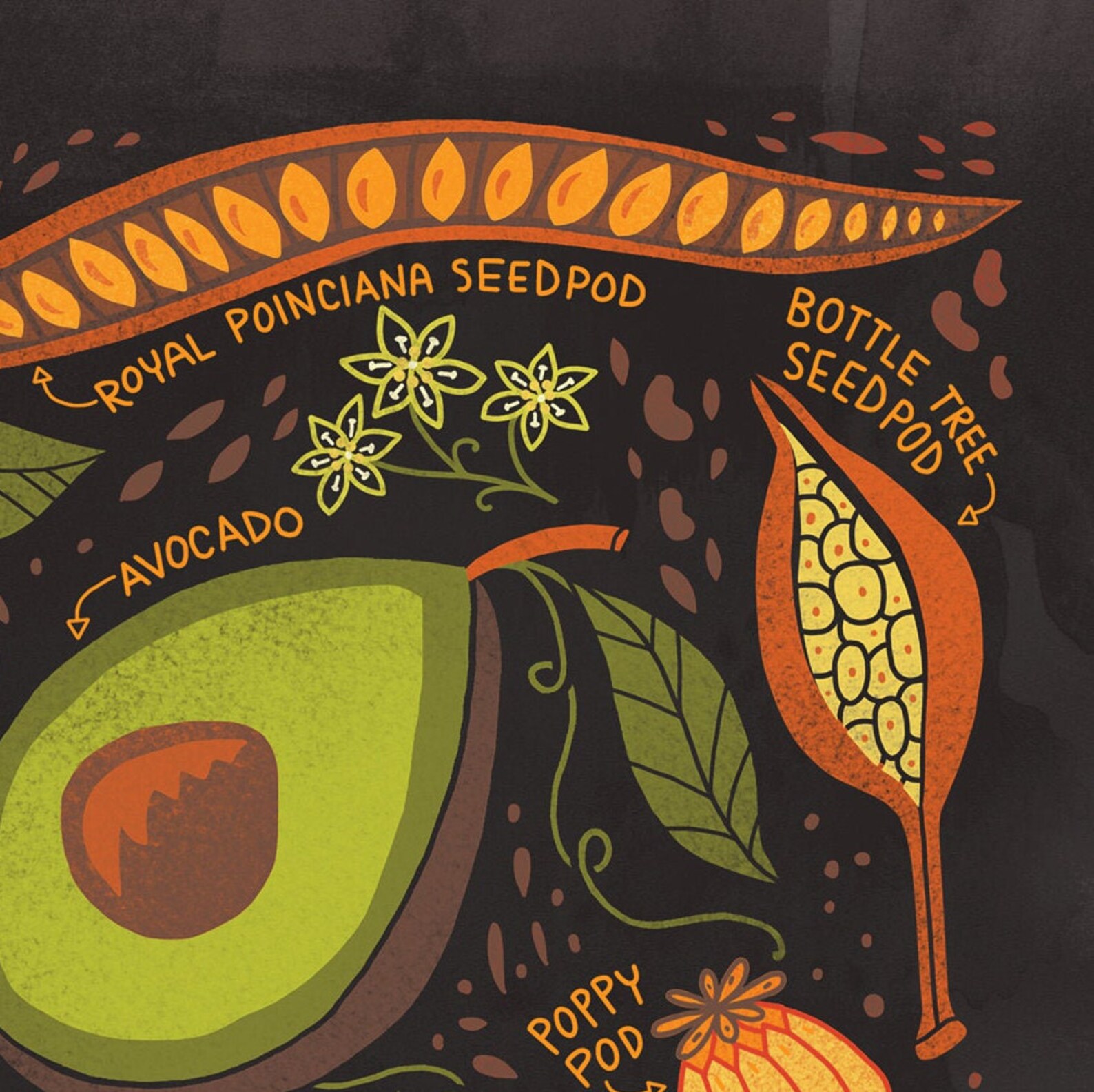 NEW Seeds and Fruit Art Poster | Etsy