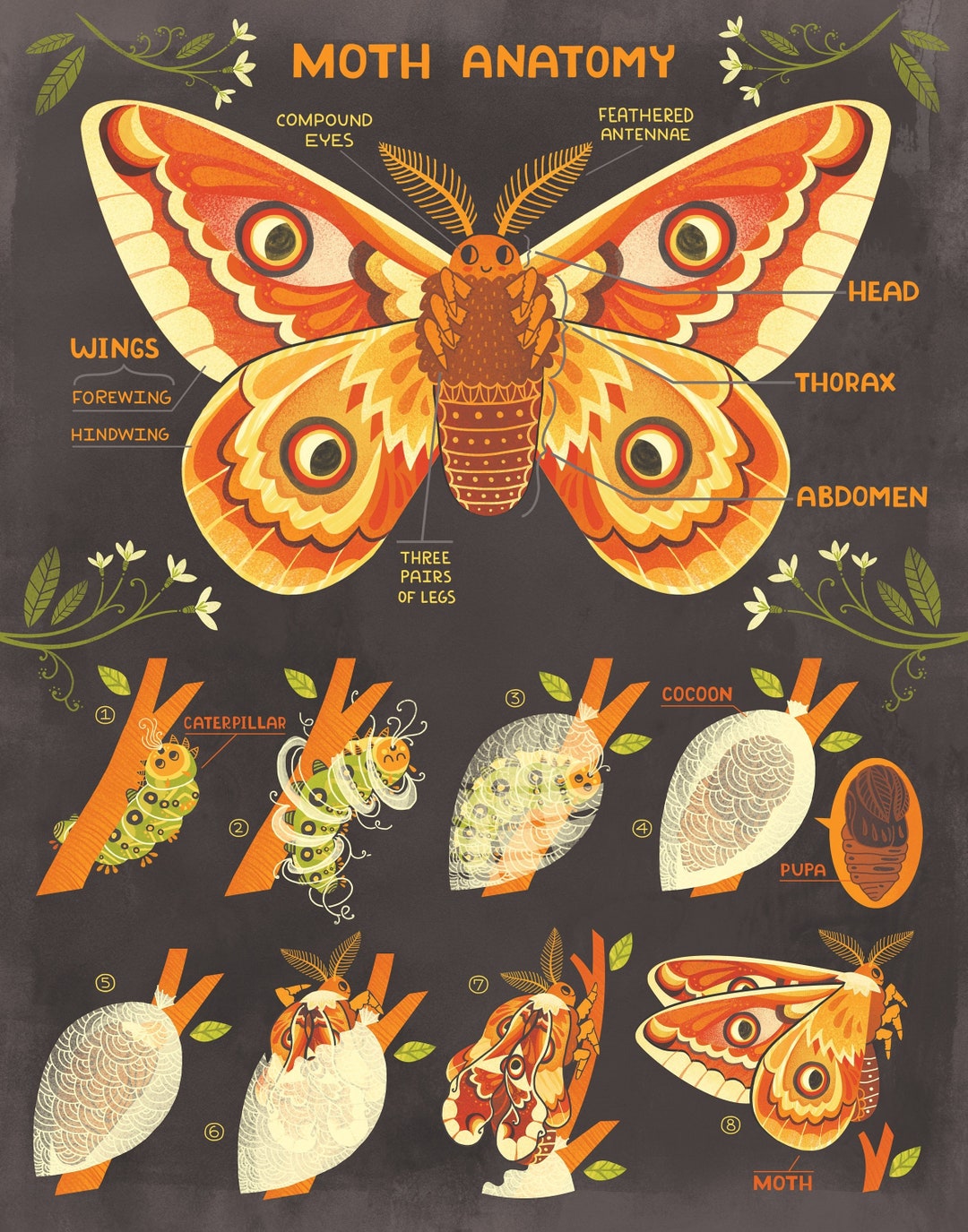 Moth Anatomy Art Print - Etsy