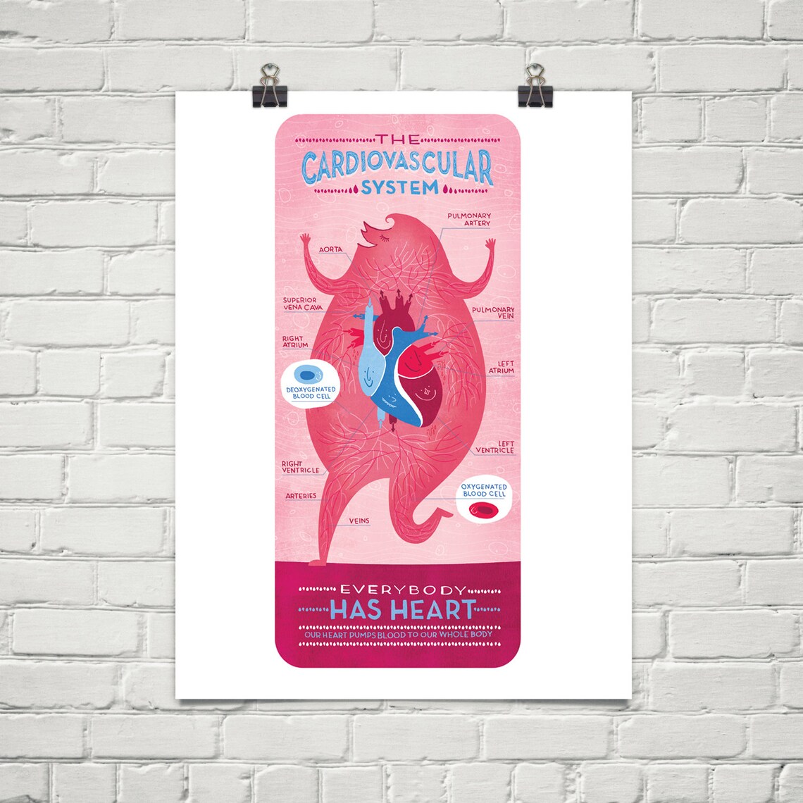 The Cardiovascular System Poster - Etsy UK
