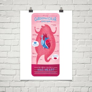 The Cardiovascular System Poster - Etsy