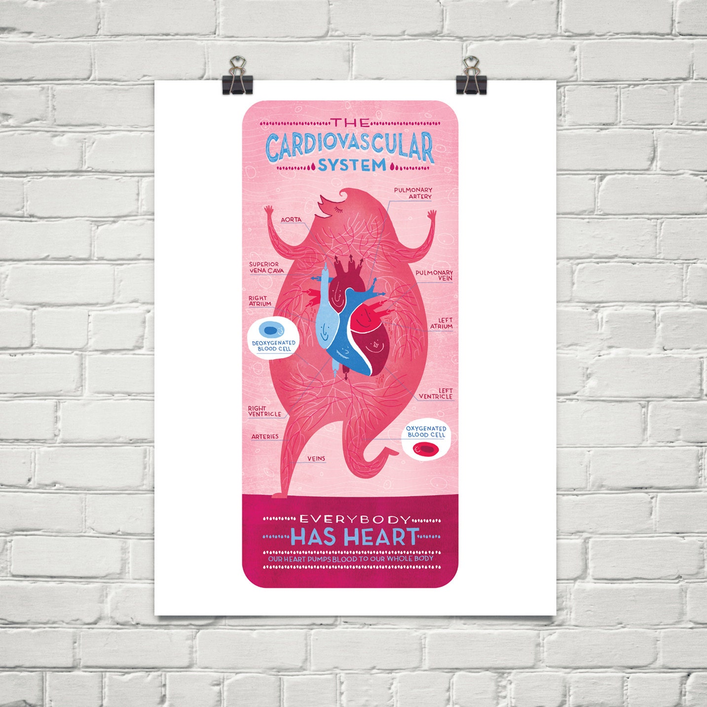 The Cardiovascular System Poster - Etsy