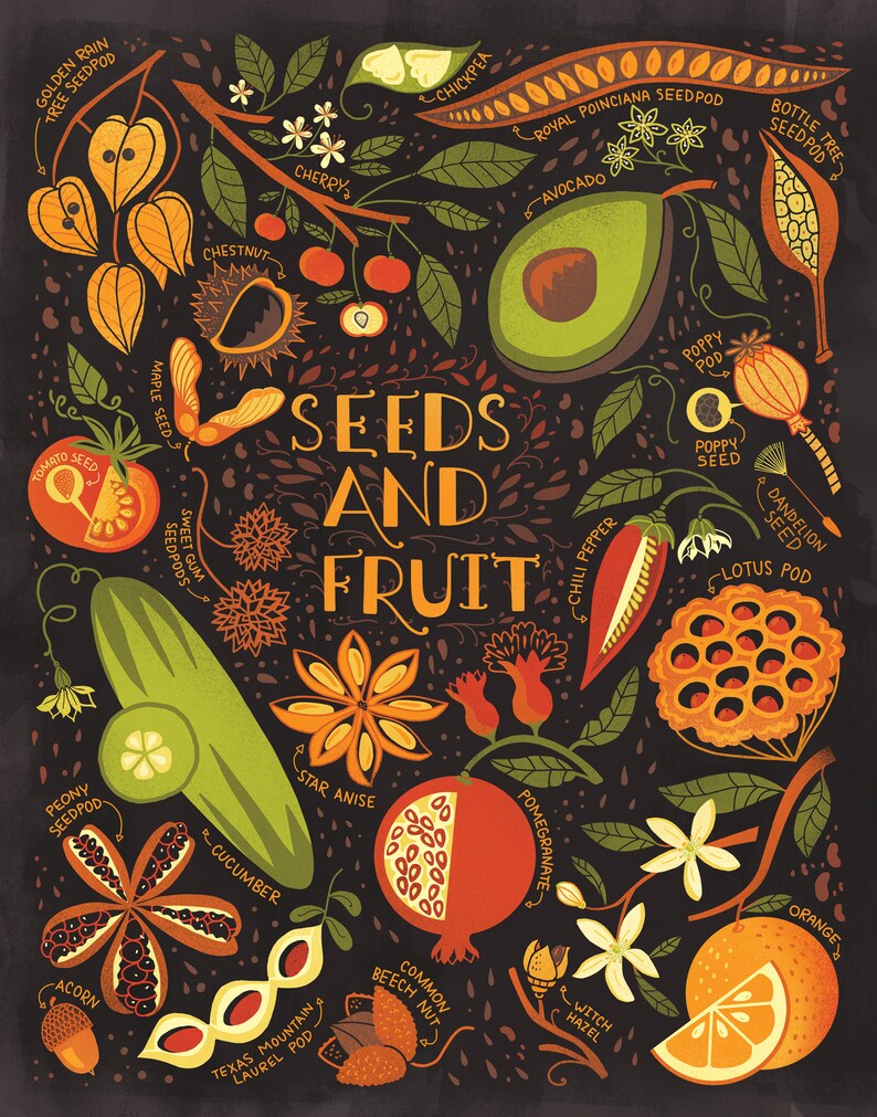 NEW Seeds and Fruit Art Poster - Etsy