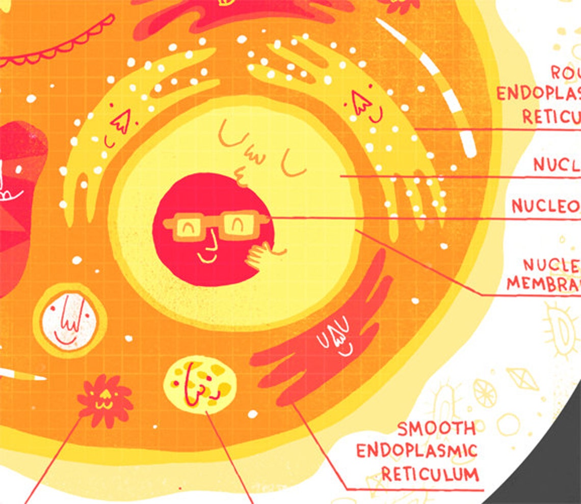 Inside the Animal Cell Anatomy Poster - Etsy Canada
