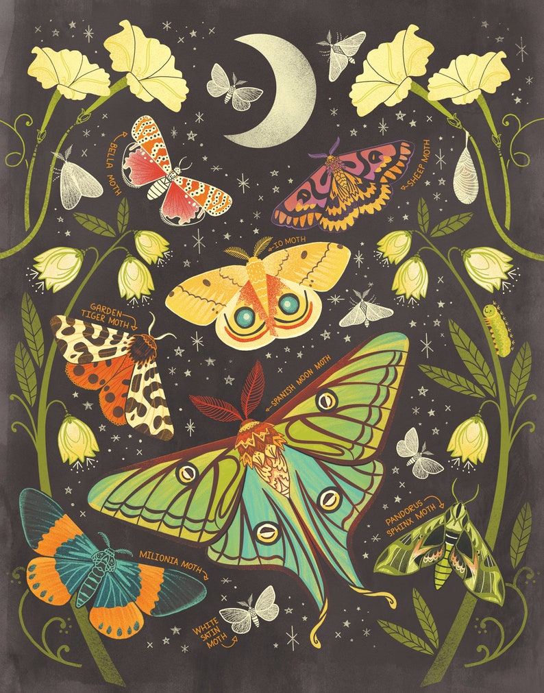 Night Moths Art Print - Etsy