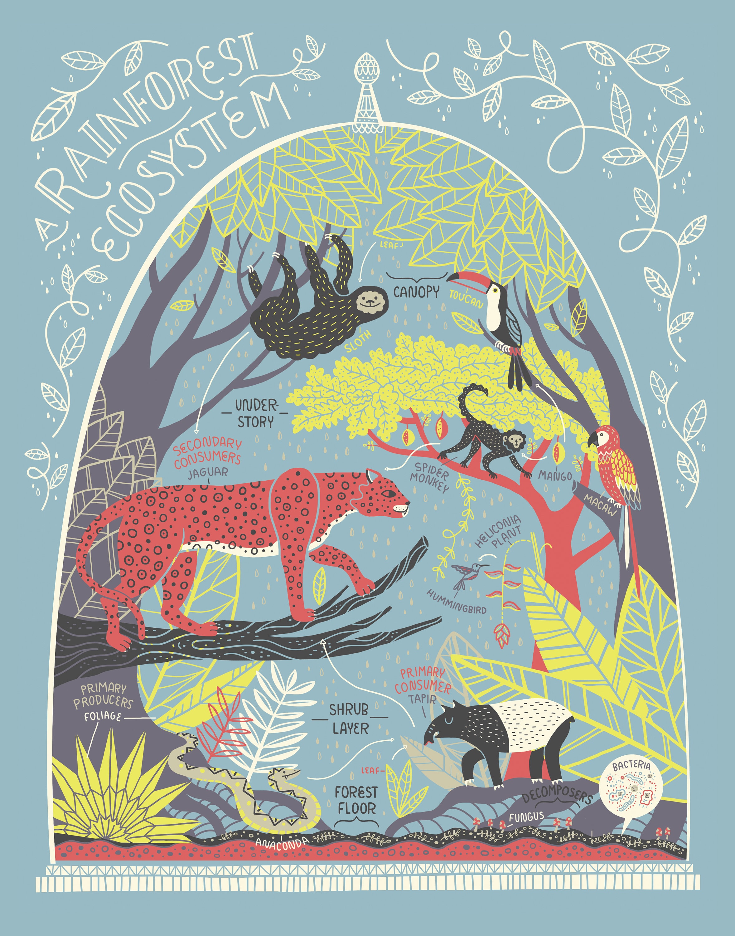 A Rainforest Ecosystem: Terrarium Art Print - Etsy UK