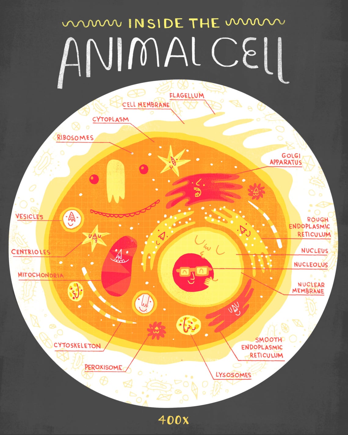 Inside The Animal Cell Anatomy Poster | Etsy