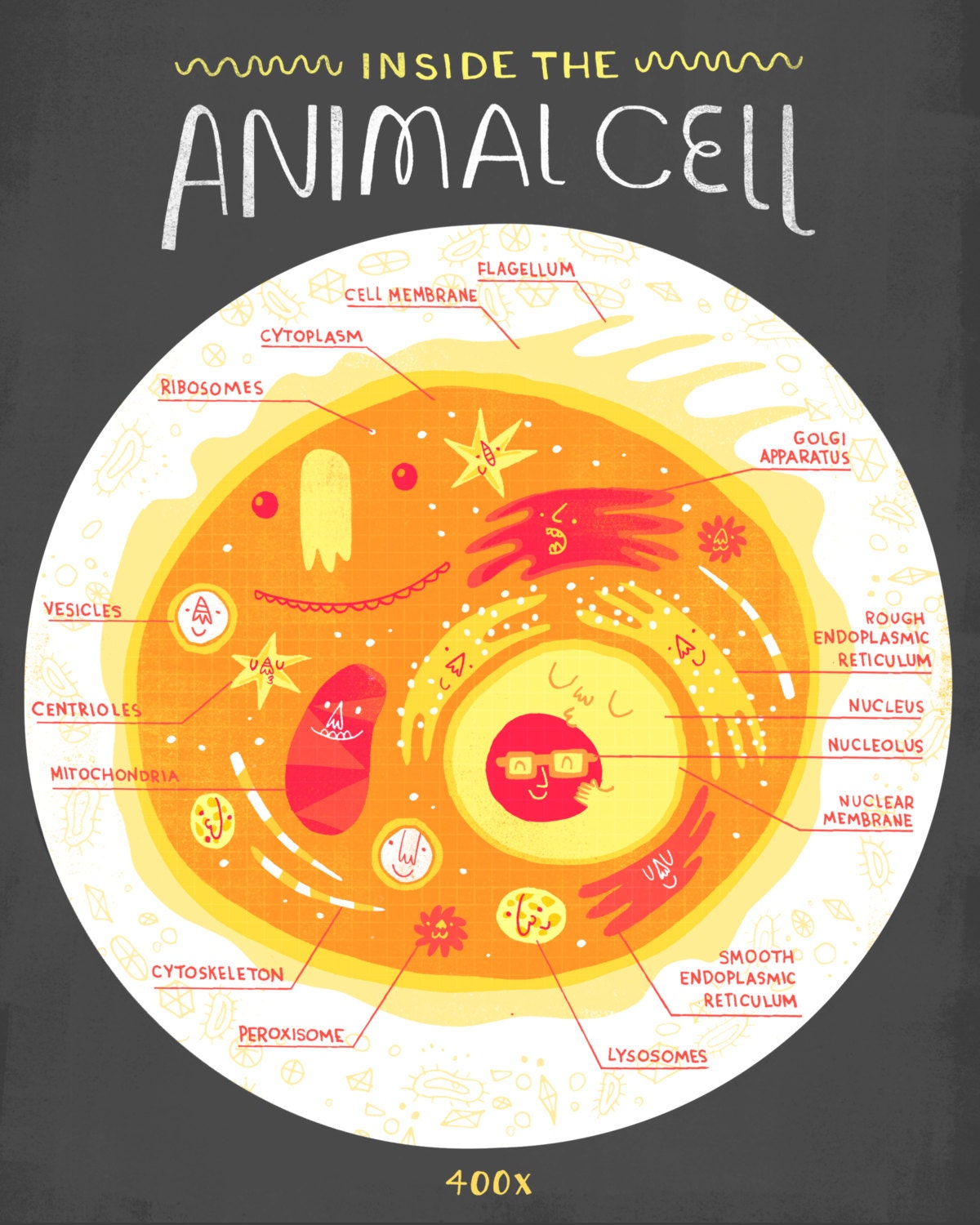 Animal Cell Project Poster