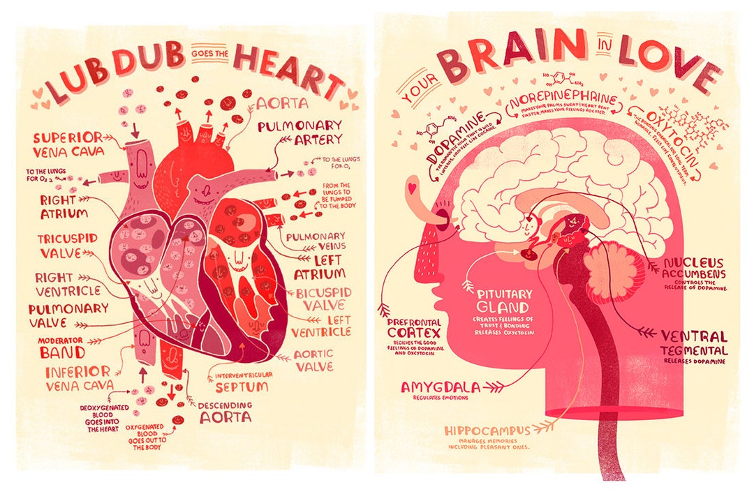 Valentine's Heart and Brain Anatomy Poster DEAL! - Etsy