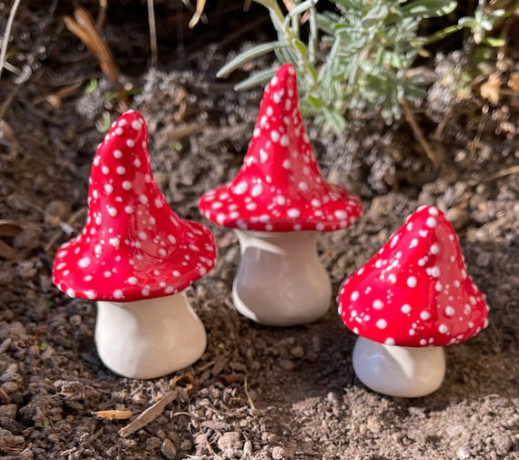 Funghi Bellissimi Andiamo A Funghi: Exploring Mushroom Foraging