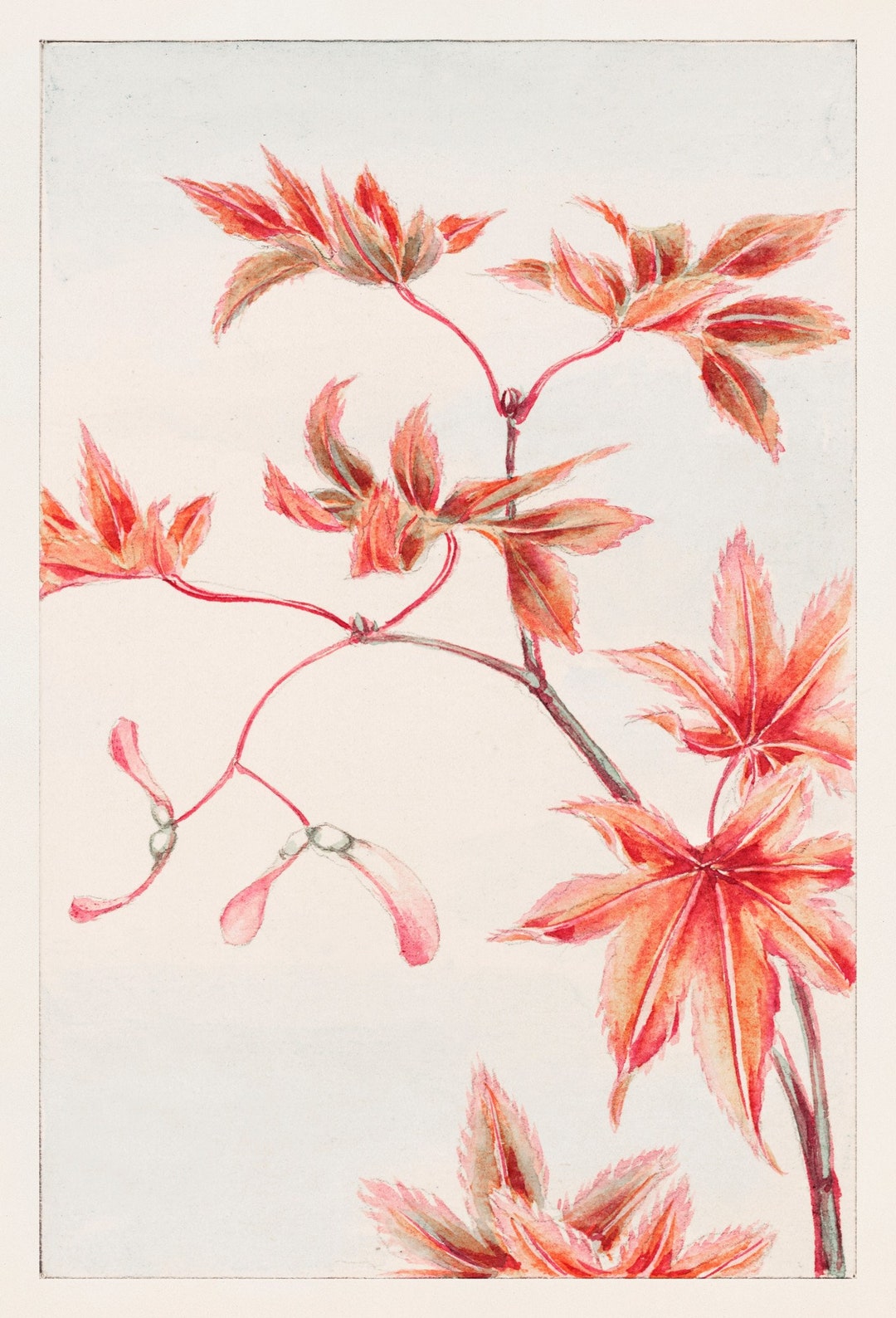 Momiji Maple Tree With Leaves and Seeds by Megata Morikaga Portrait 8 ...