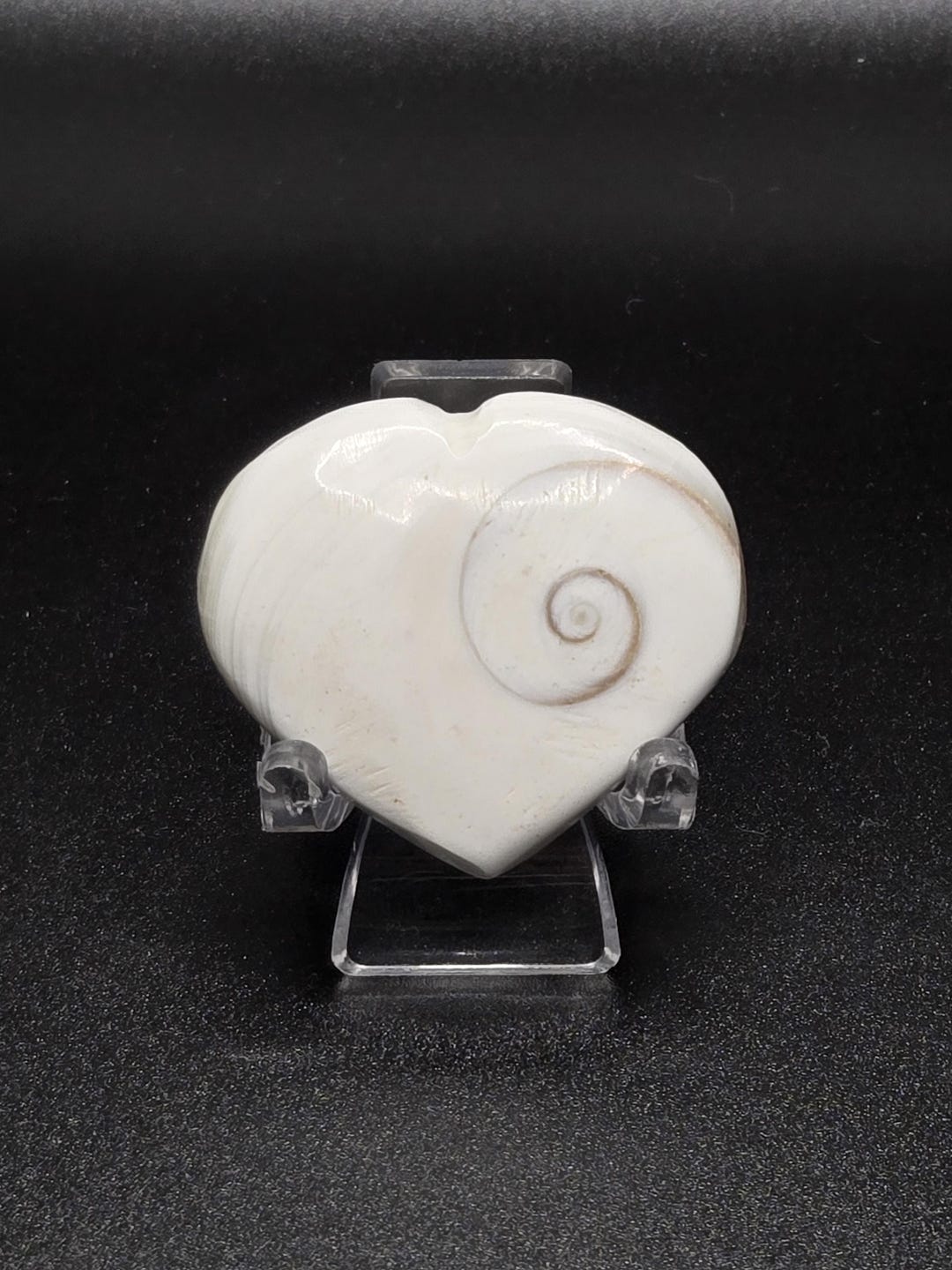 Heart-shaped Shiva Shell Carving - 1.5 Inch "shiva's Eye" Ocean ...