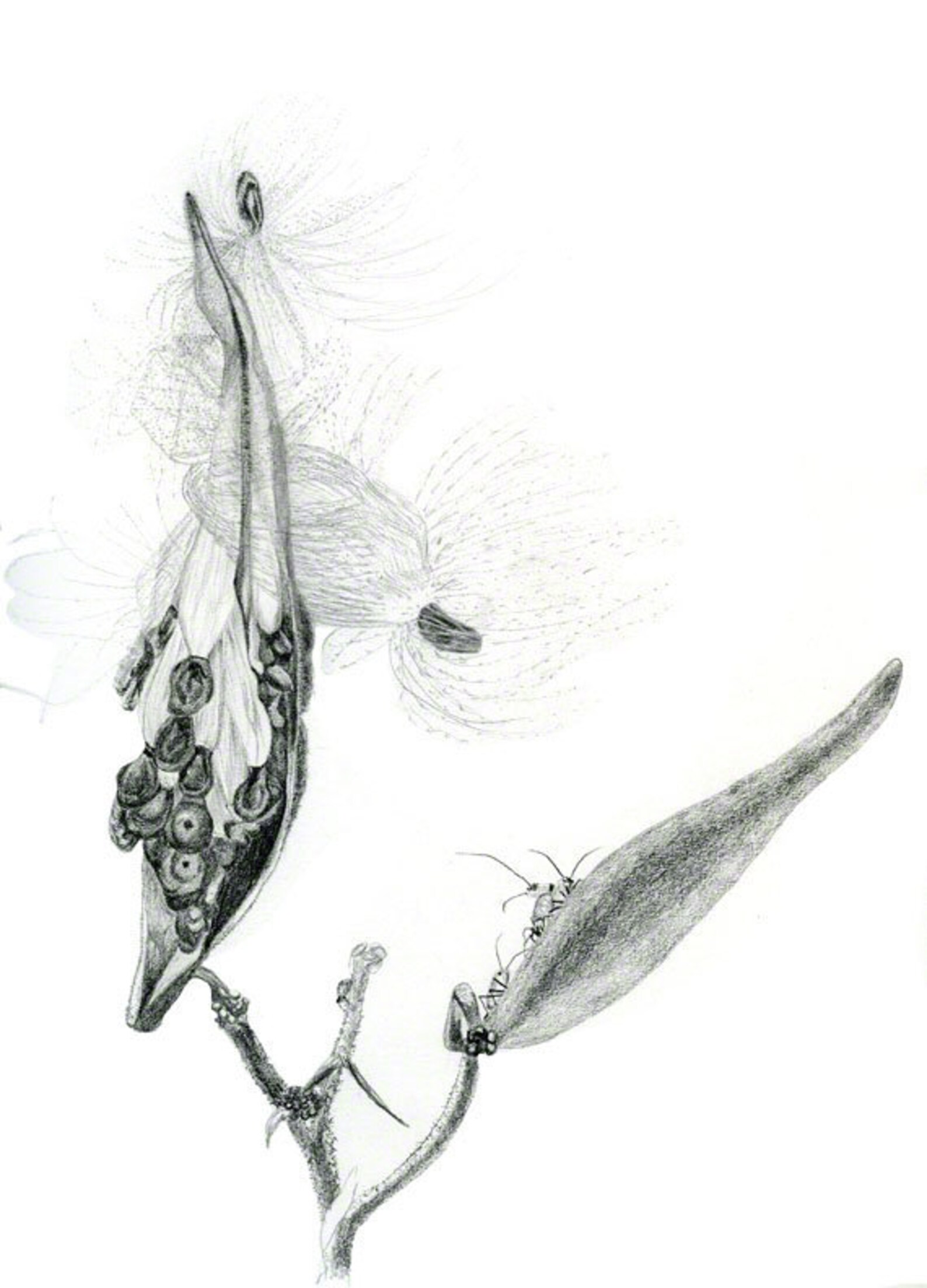 Seed Pod of Butterfly Weed Milkweed, Graphite Drawing, Botanical Study ...