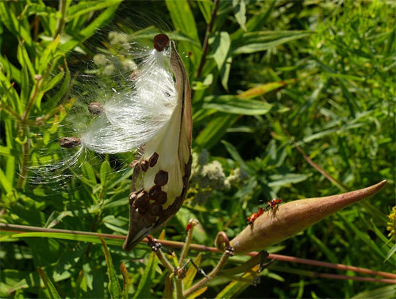 Seed Pod of Butterfly Weed Milkweed, Graphite Drawing, Botanical Study ...