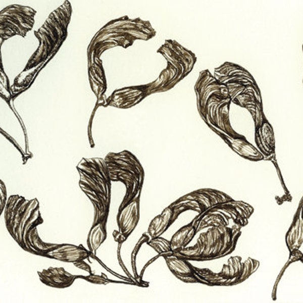 Maple Seed Drawing - Etsy