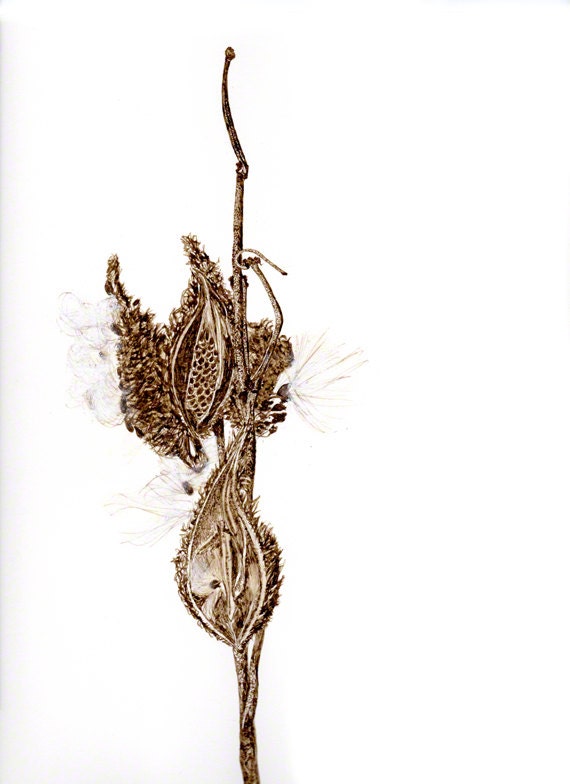 Milkweed Pods Drawings