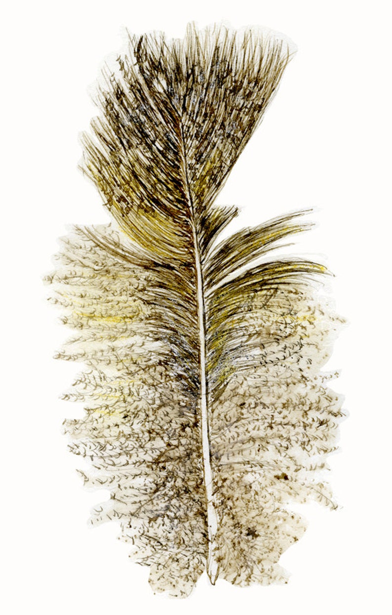 Downy Feather Ink Drawing as Digital Image for Personal Use or Work ...