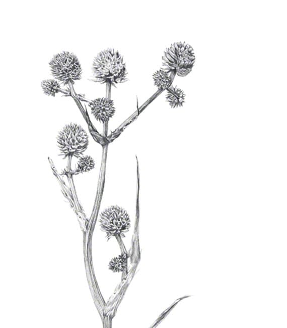 Rattlesnake Master Drawing Rattlesnake Master Borer Moth 2 By Carrie