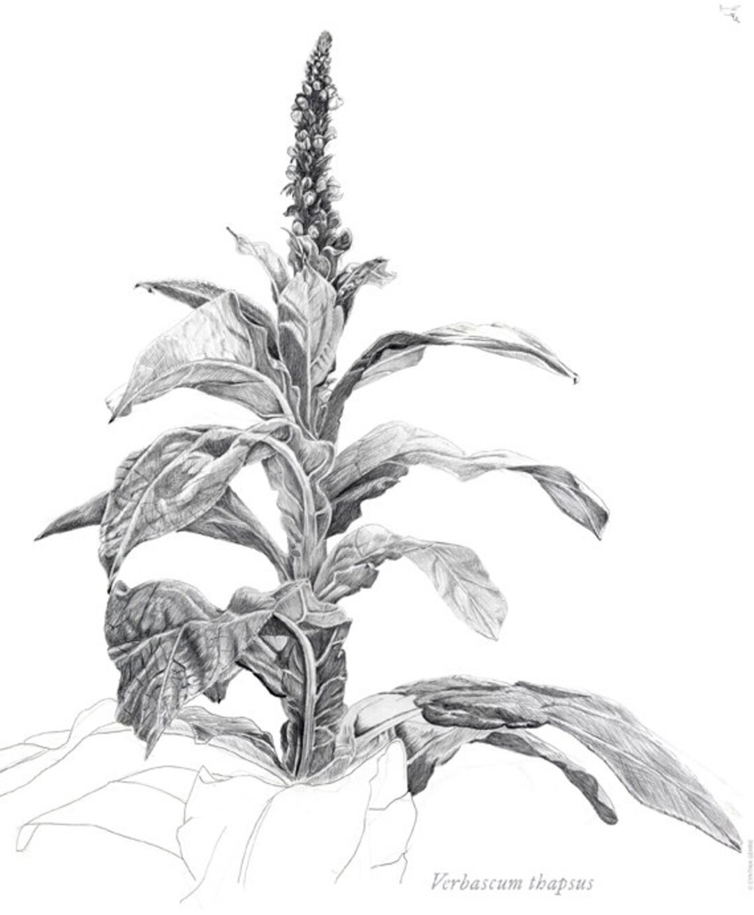 Mullein Pencil Drawing, Digital Image, for Homemade Art, Craft or ...