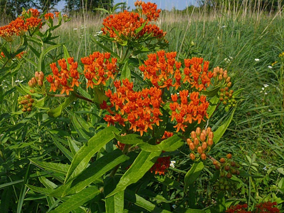 Butterfly Weed Drawing Easy
