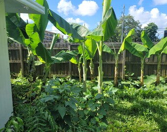 Banana Tree Pups - Etsy