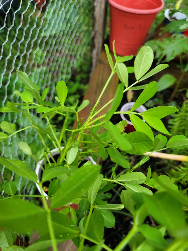 4 Peanut Plants Starter - Etsy