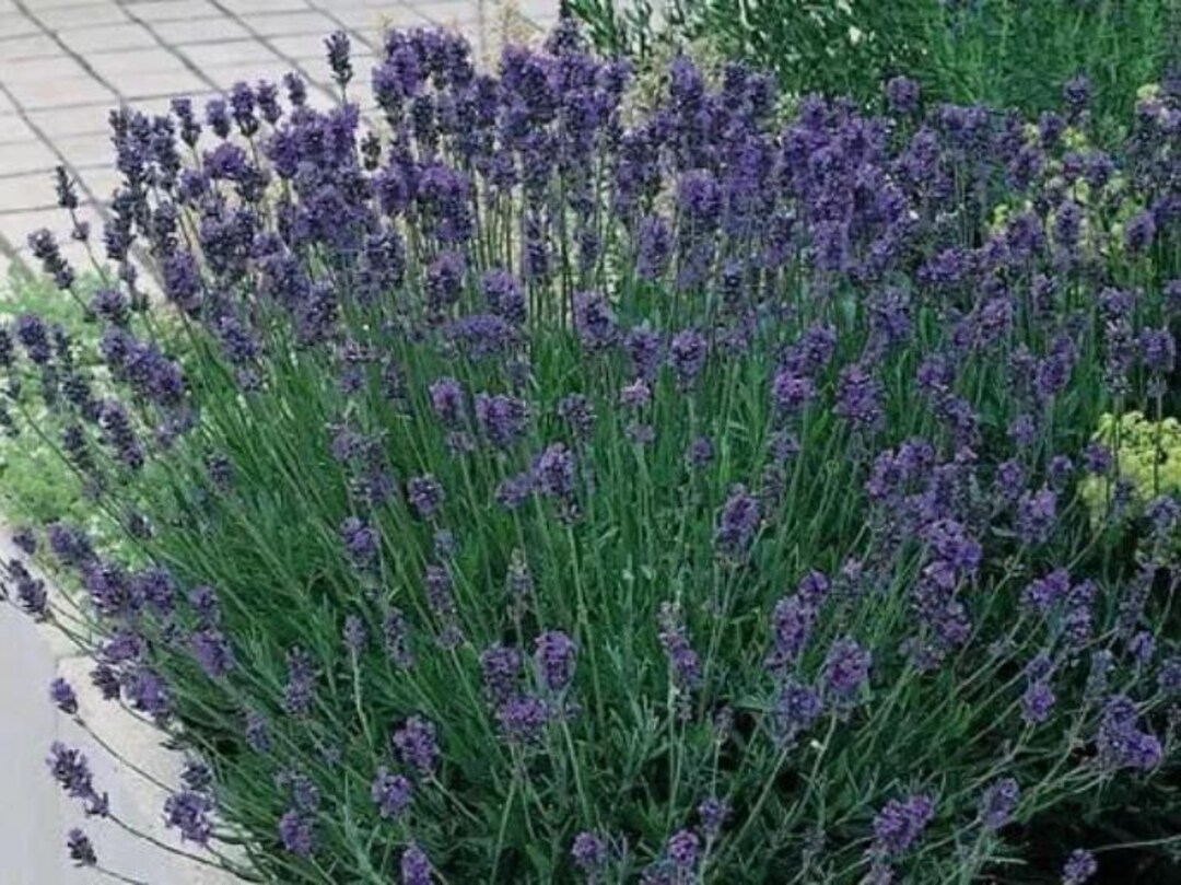 Lavender Munstead - Aromatic Flowering Plant 9cm Pots - Etsy UK