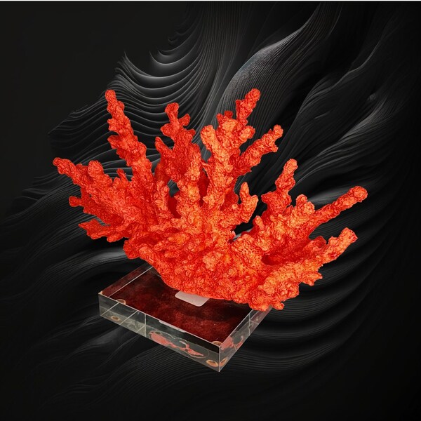Coral Shelf - Etsy