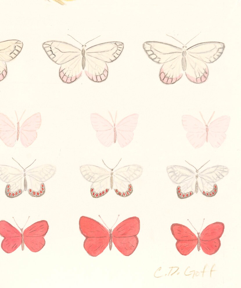 Butterfly Pattern Primary Colors - Etsy