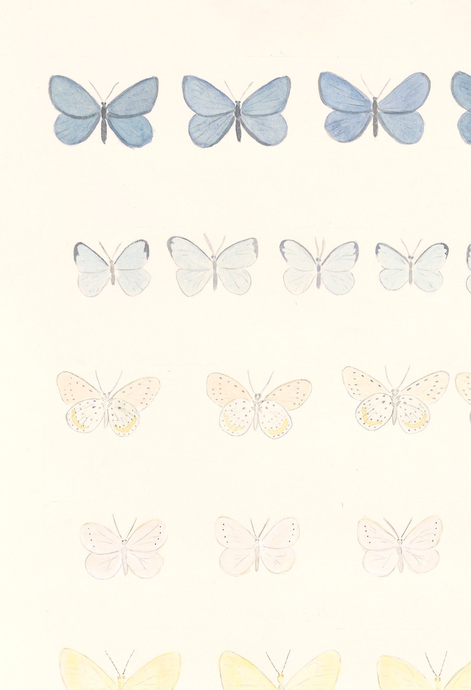 Butterfly Pattern Primary Colors - Etsy