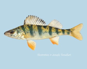 Perch Truck Decal - Etsy