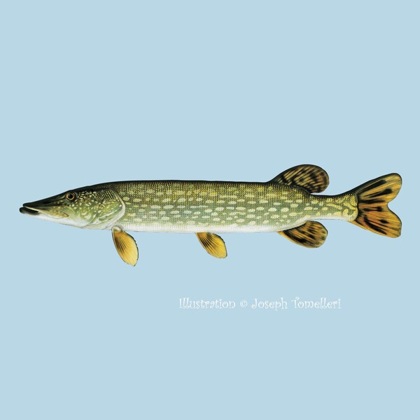 Pickerel - Etsy
