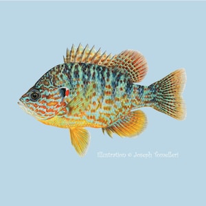 PUMPKINSEED Fish Decal | Sunfish | Panfish | Car | Truck | Boat ...