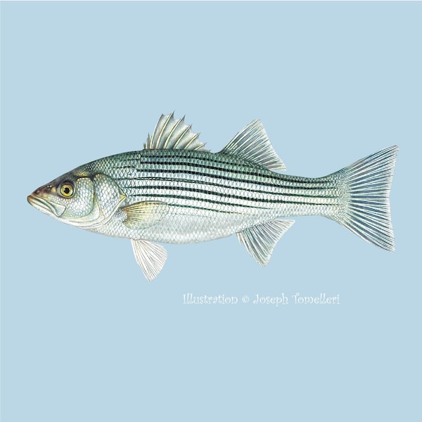 Striped Bass Decal - Etsy
