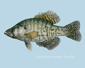 BLACK CRAPPIE Fish Decal Sunfish Panfish Car Truck | Etsy