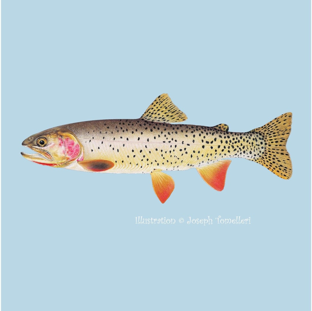 CUTTHROAT TROUT Fish Decal | Rainbow | Car | Truck | Boat | Tackle Box ...