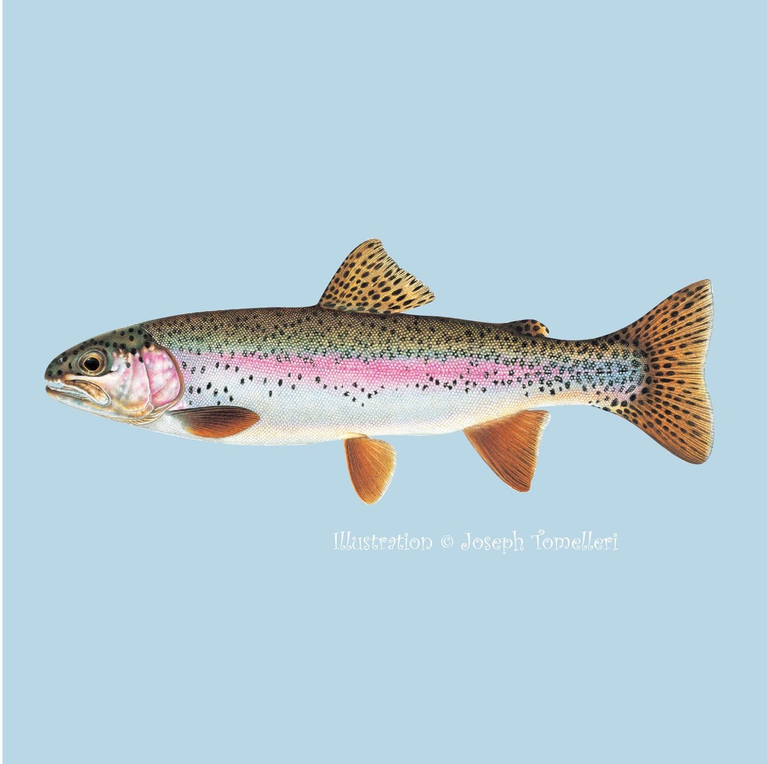 RAINBOW TROUT Fish Decal Steelhead Redband Car Truck - Etsy