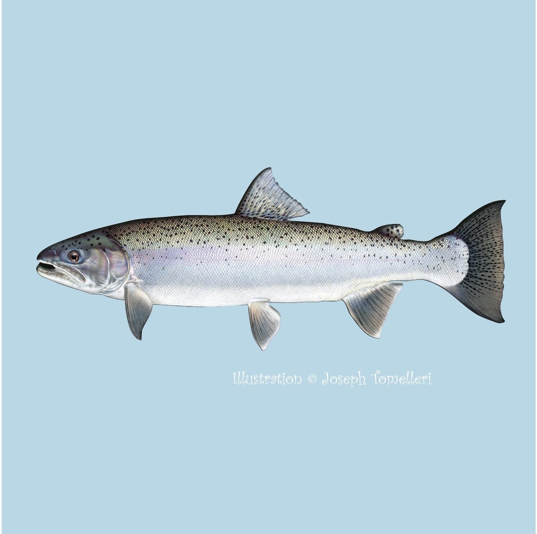 STEELHEAD Fish Decal | Rainbow Trout | Salmon | Car | Truck | Boat ...