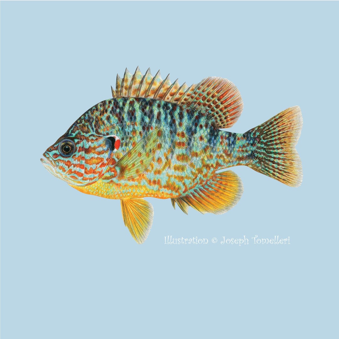 PUMPKINSEED Fish Decal | Sunfish | Panfish | Car | Truck | Boat ...