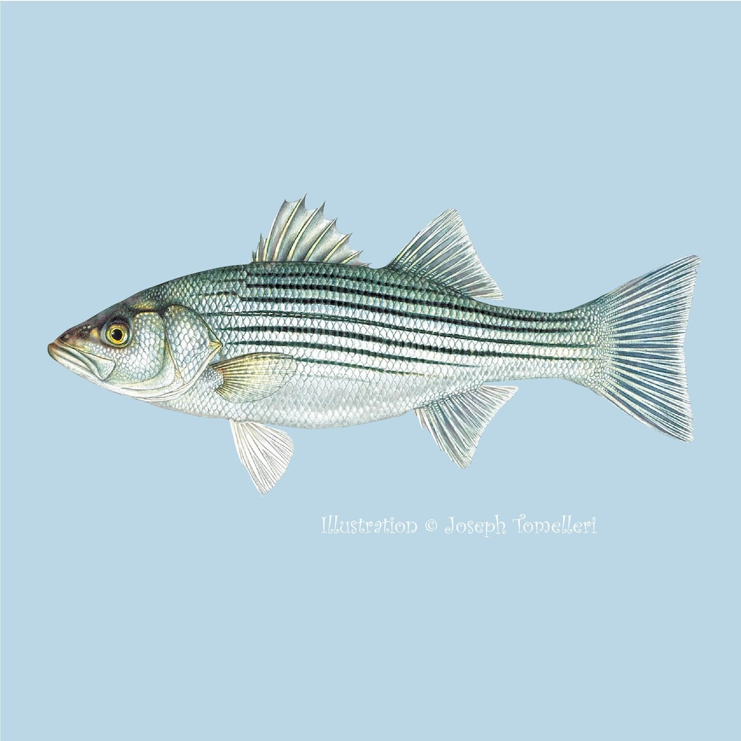 STRIPED BASS Decal, Waterproof Fish Sticker, Striper, Rockfish, Car ...