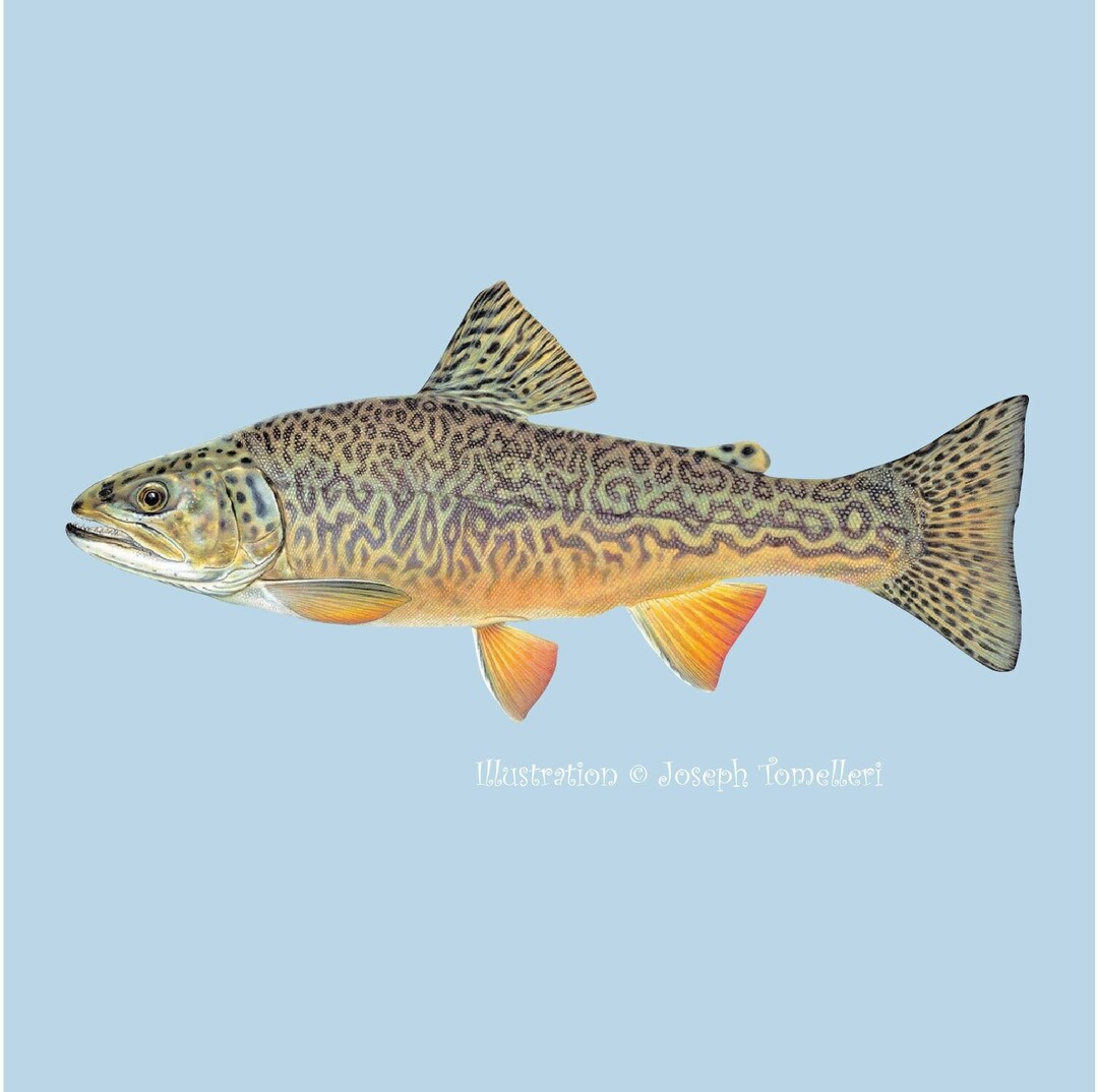 TIGER TROUT Decal, Waterproof Fish Sticker, Brook, Brown, Leopard, Car ...