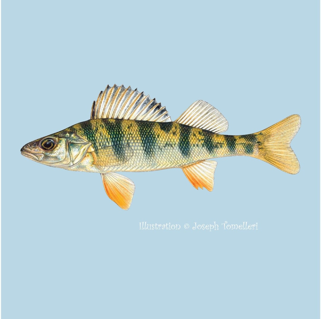 YELLOW PERCH Decal, Waterproof Fish Sticker, Walleye, Darter, Redfin ...
