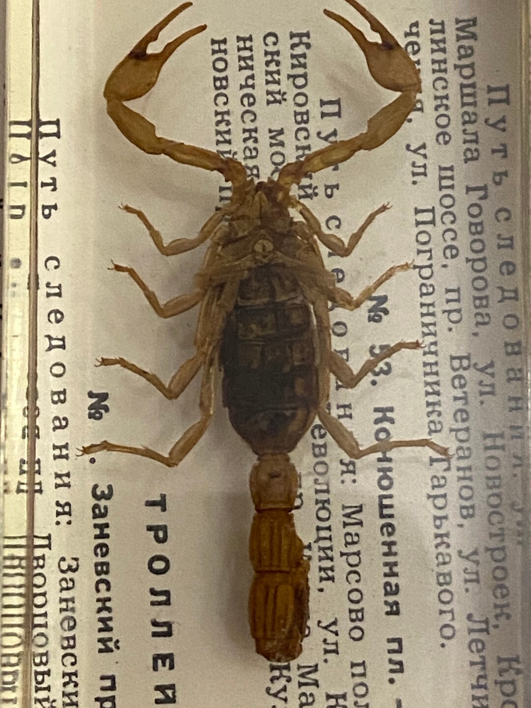 Scorpion in Epoxy - Etsy