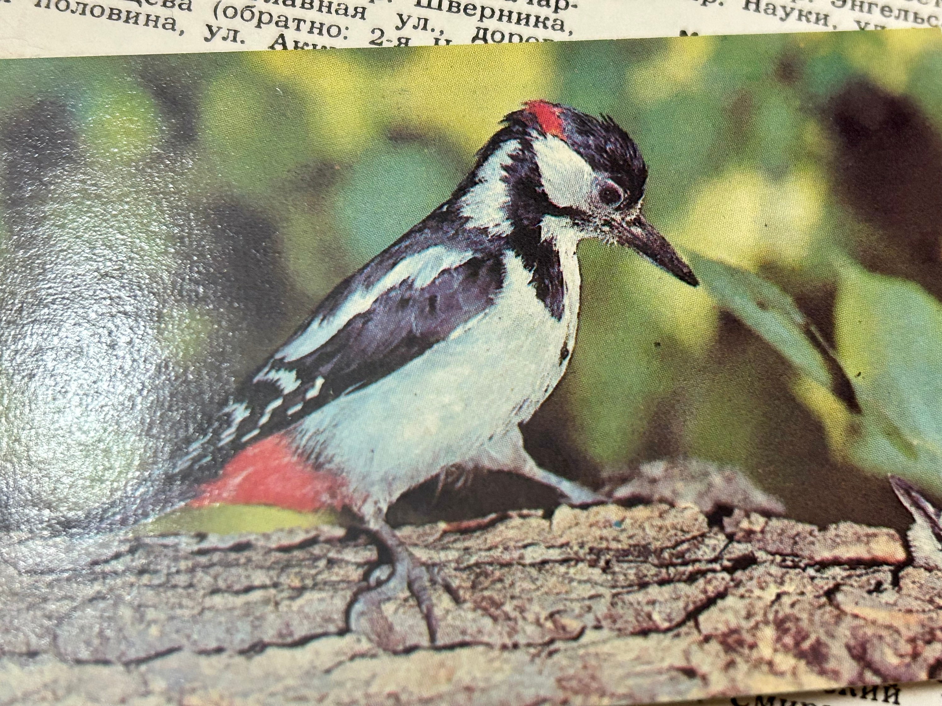 Ukrainian Pocket Calendars With Animal Birds and Insects 1990 - Etsy