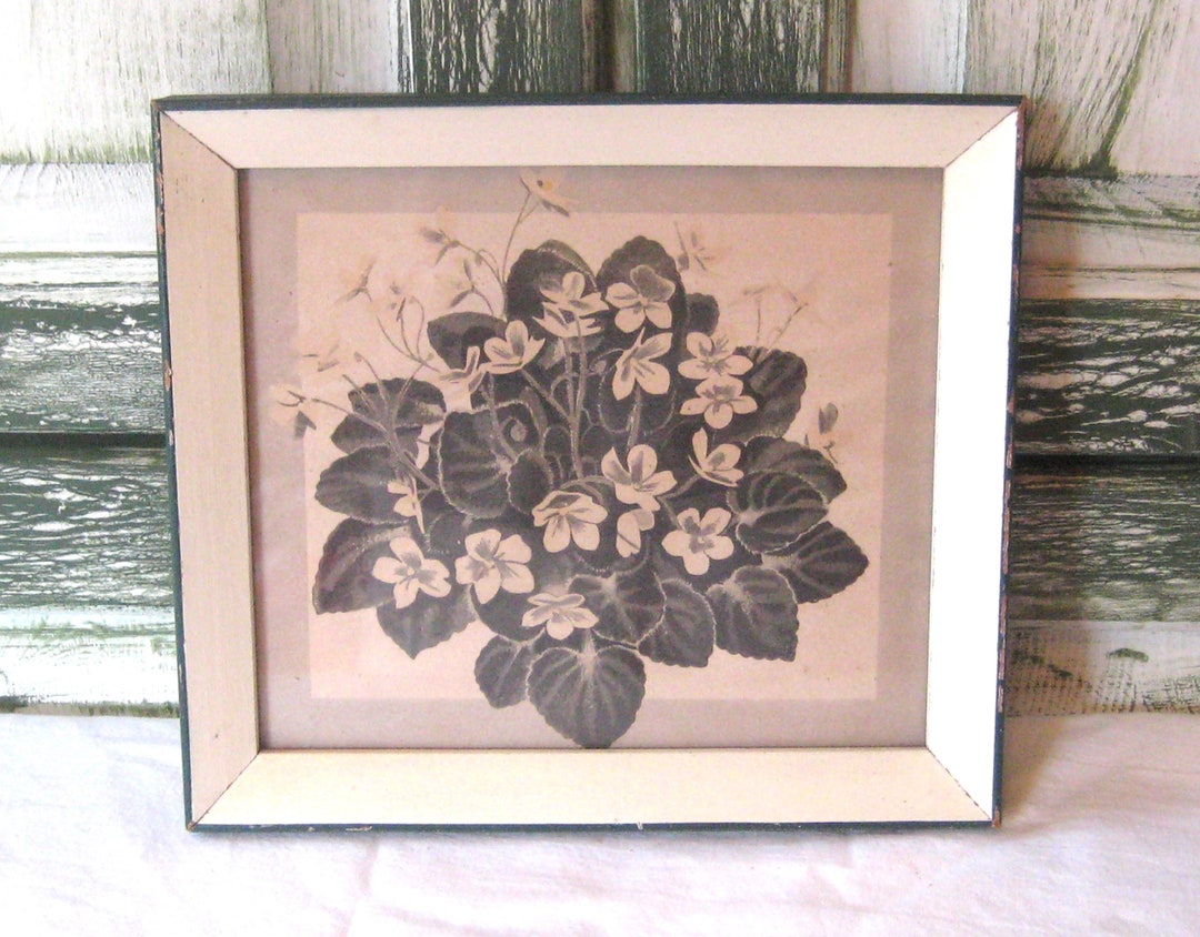 Antique Framed Print, Black White Picture, Flowers African Violets ...