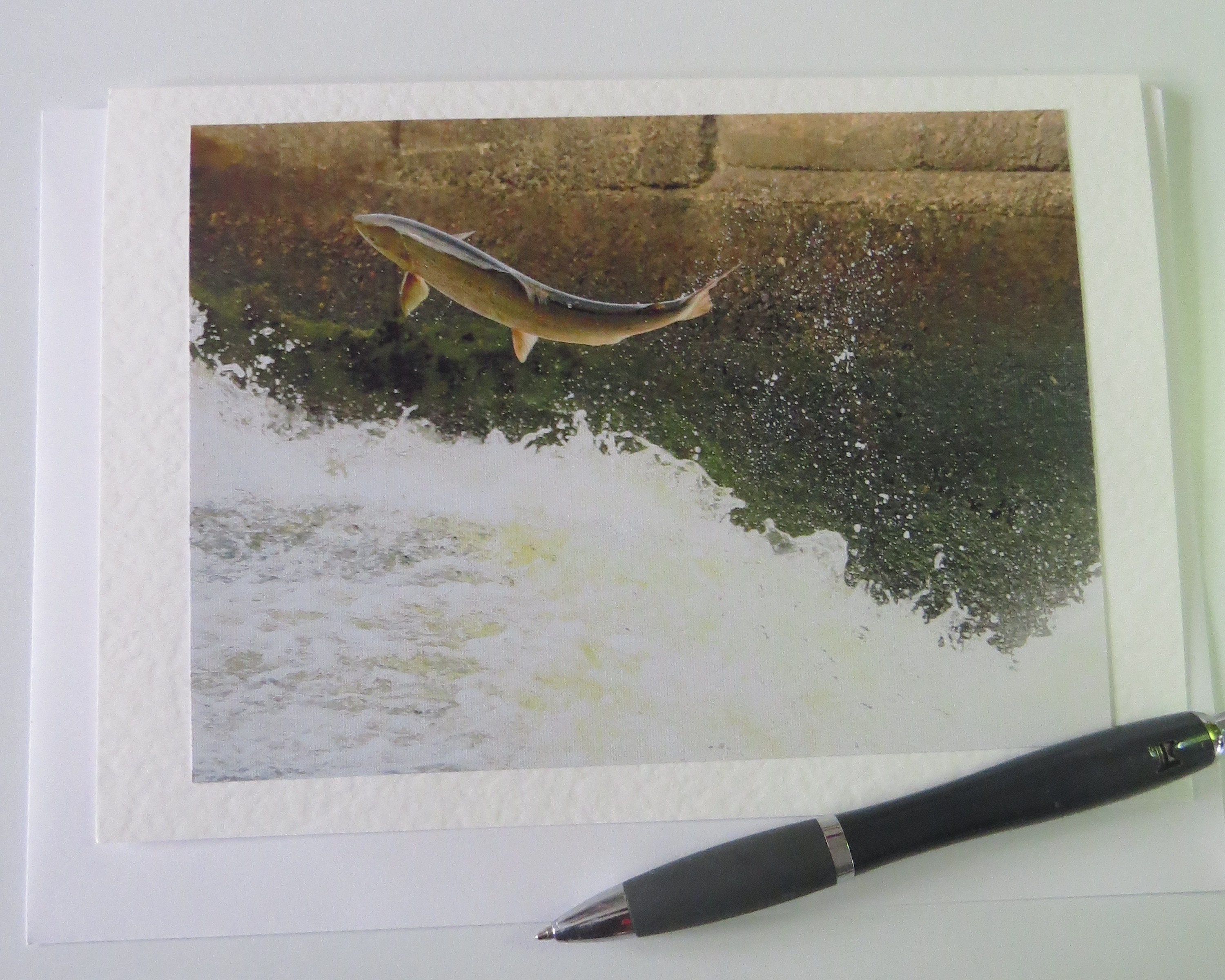 Salmon Greeting Cards Salmon Run Greeting Cardschoice of 9 - Etsy UK