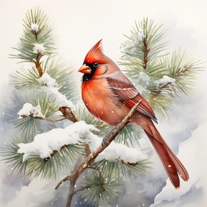 Winter Wonderland Proud Red Cardinal Watercolor Canvas Wall Art Print ...