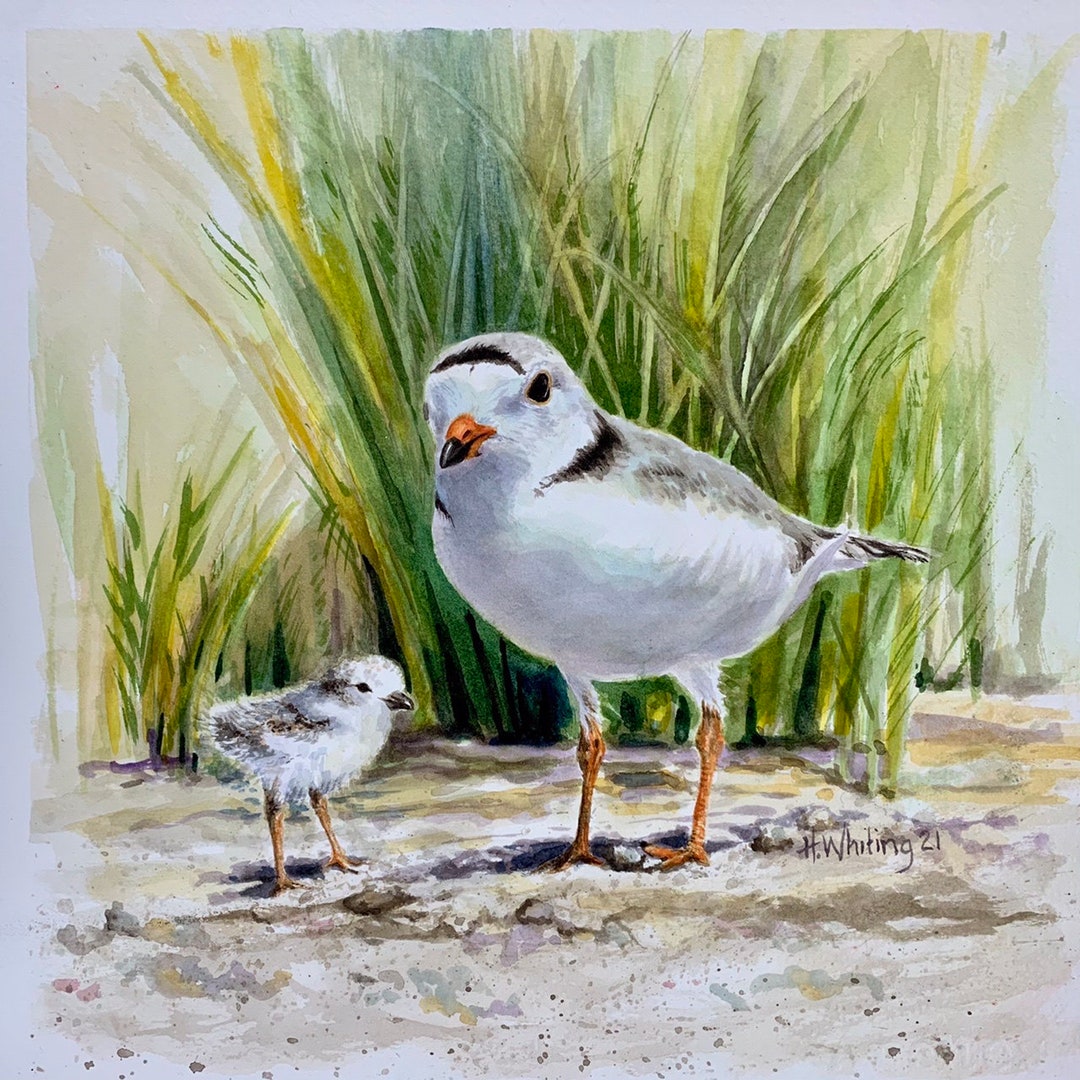 Piping Plover Mom and Chick Print Adorable Shore Birds Mother and Baby ...